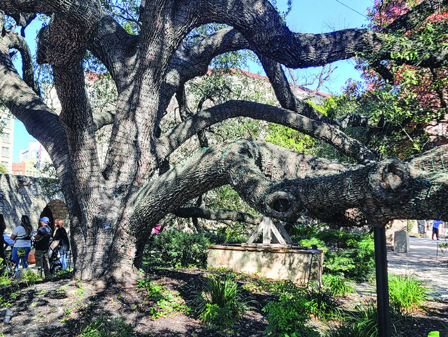 The tree that stands watch at the Alamo